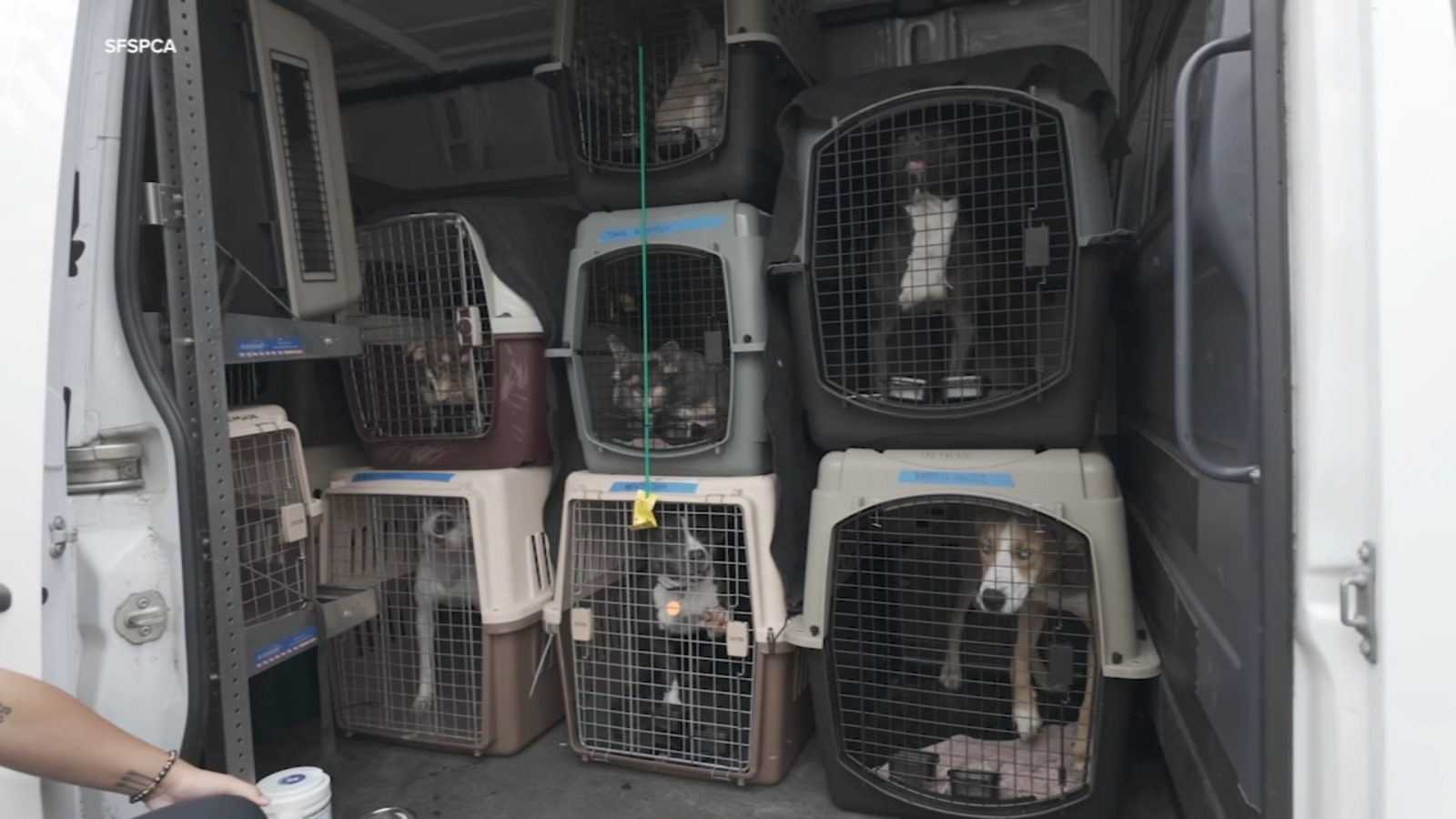 Southern California wildfires: SF SPCA rescues cats and dogs from ...