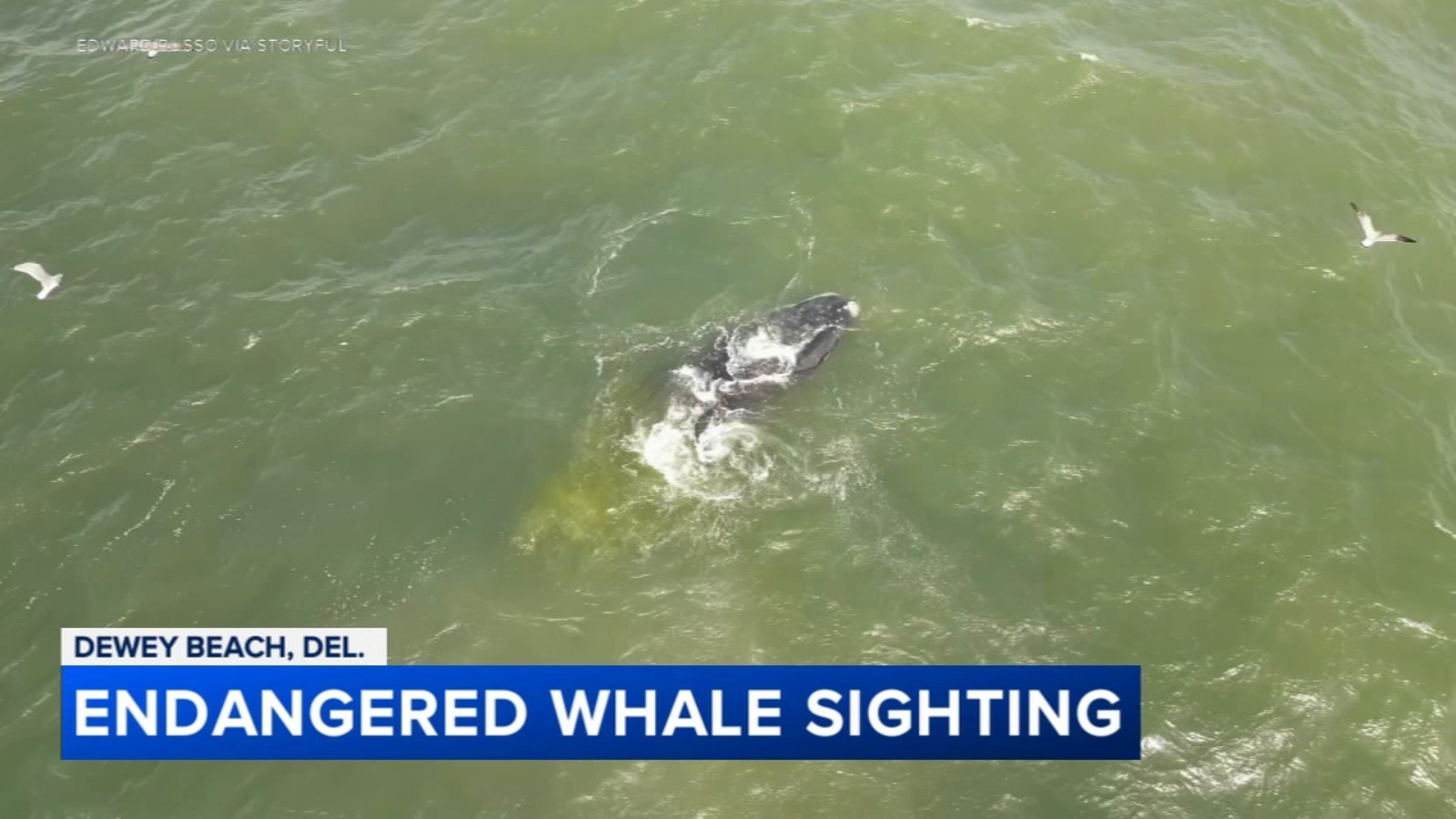 Rare sighting of endangered North Atlantic right whale offshore in ...