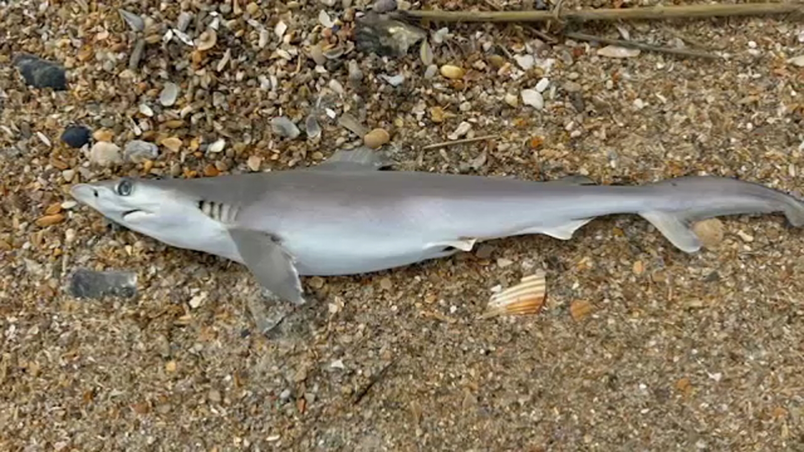 Sharks wash ashore in North Carolina bleeding from their mouths, gills ...