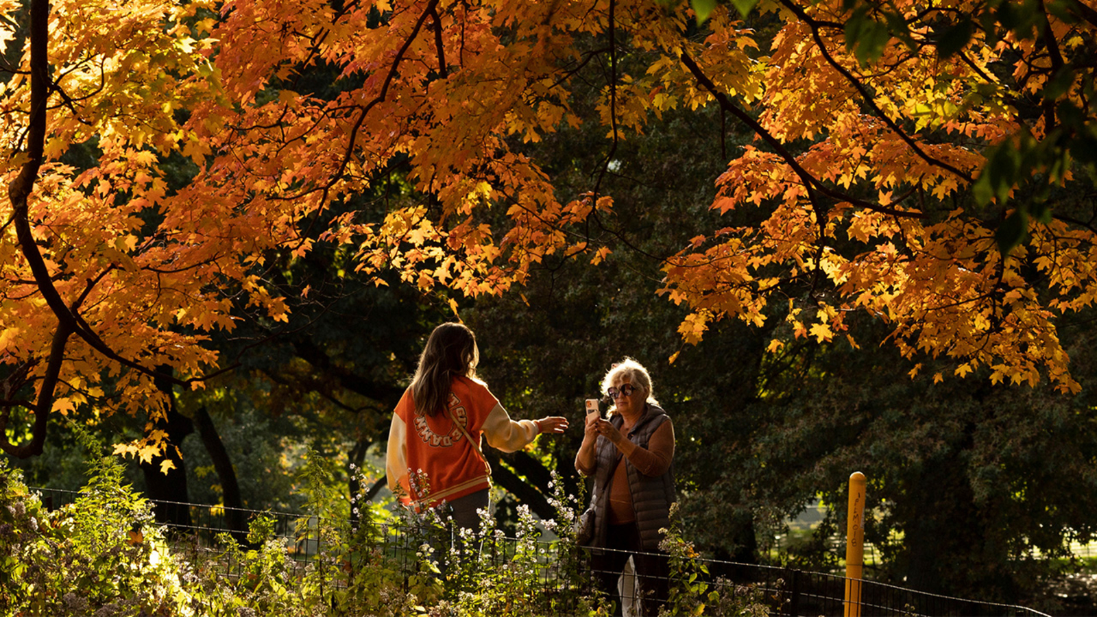 Fall foliage map 2024: Where to see the brilliant colors of autumn ...