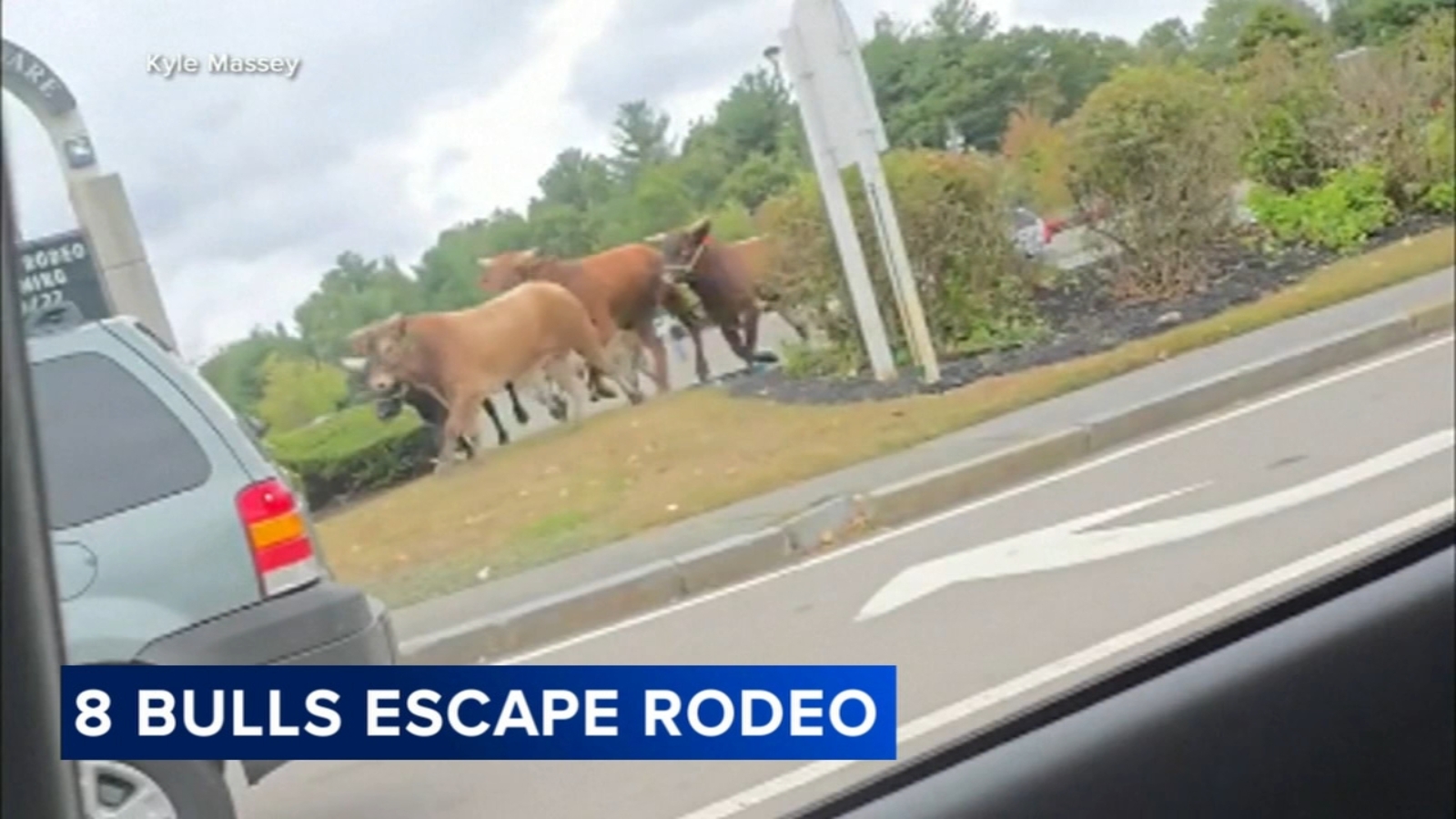1 bull still loose after 8 escape Massachusetts rodeo after plowing ...