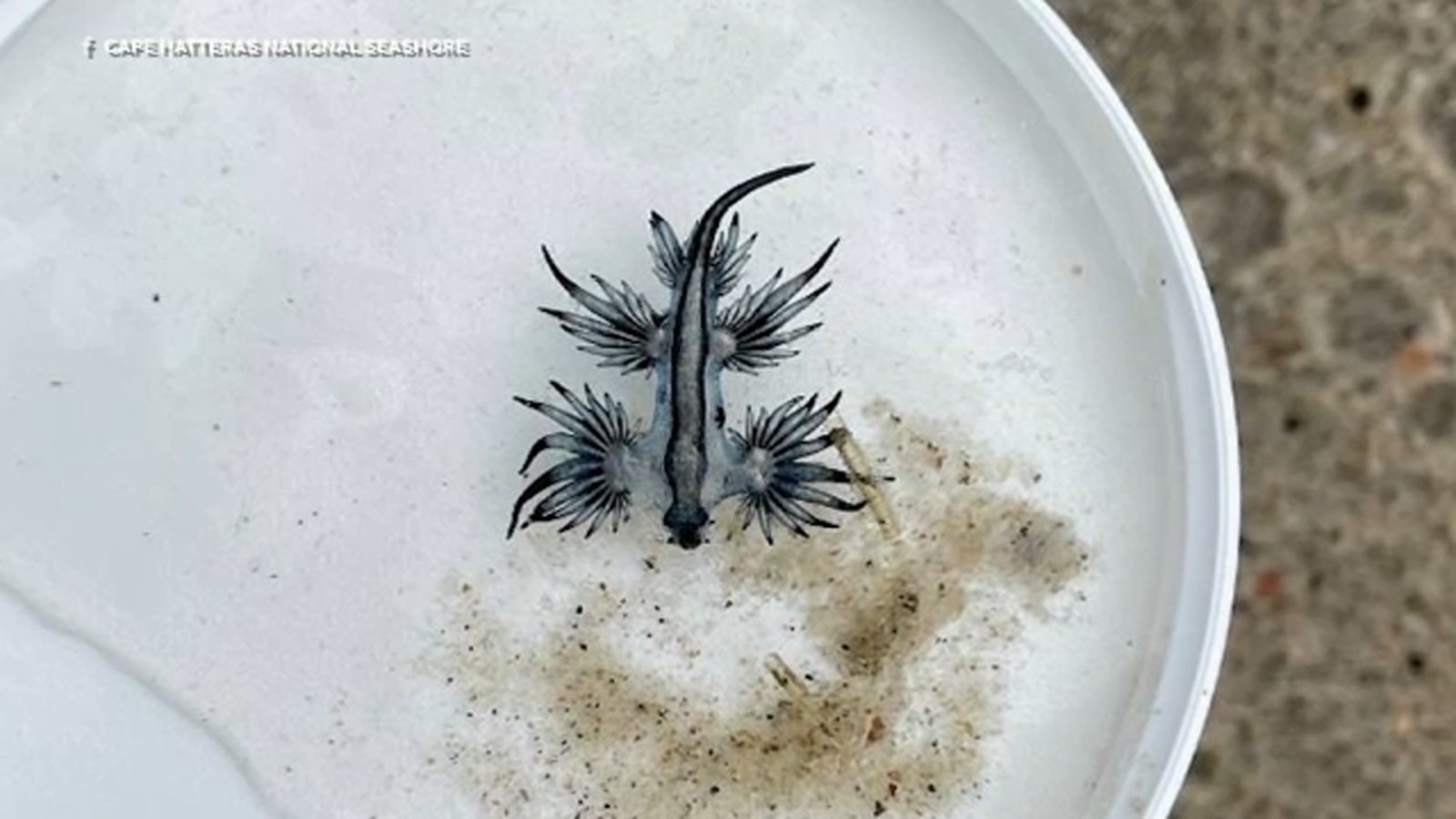 What is a blue sea dragon | NC beachgoers warned to avoid venomous sea ...