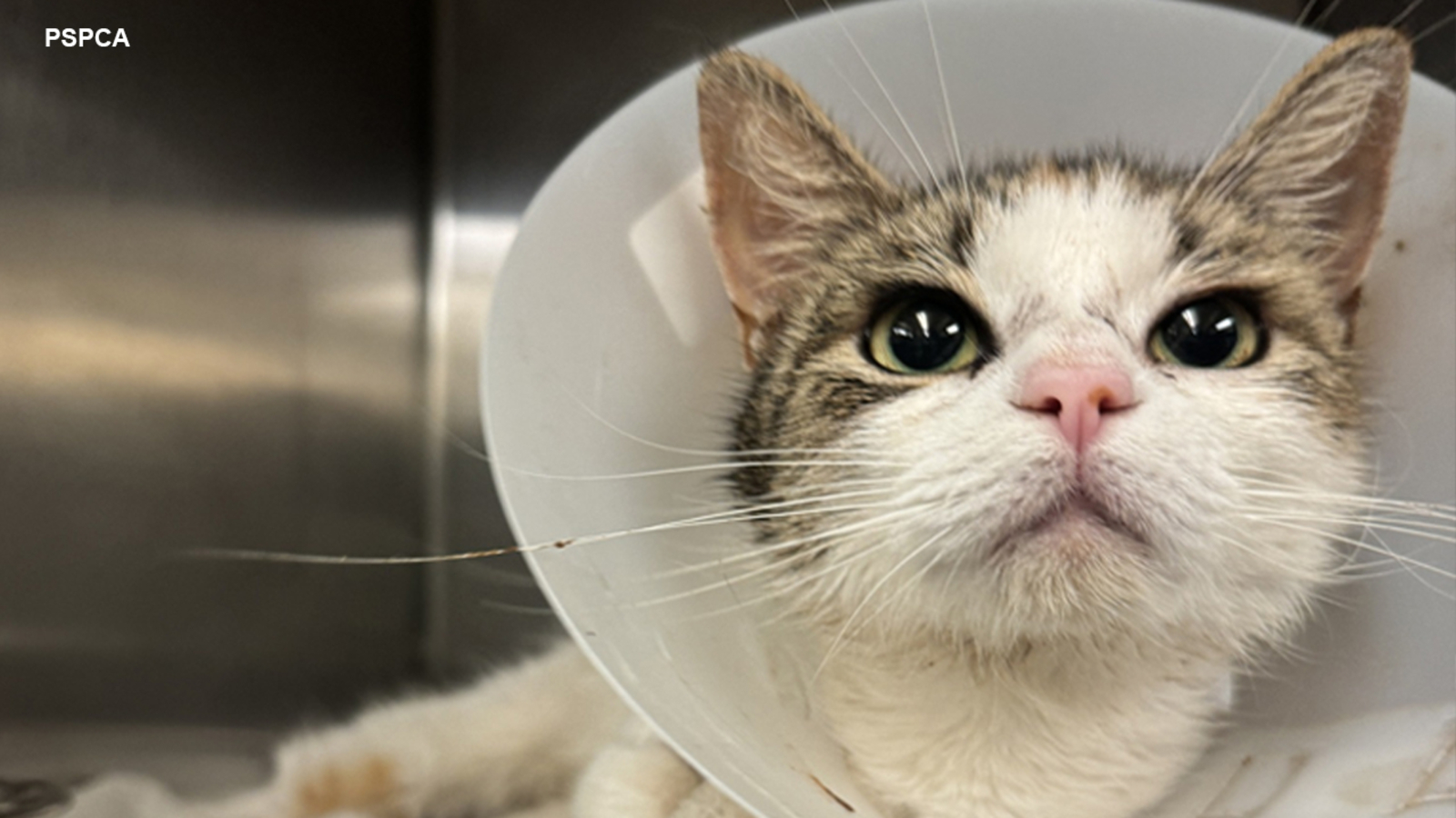 Kitten recovering after being shot by arrow in Philadelphia's ...