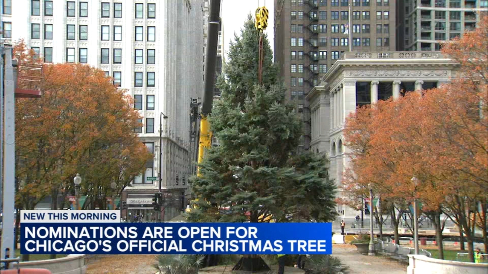 Chicago accepting nominations for official Christmas tree to light up ...