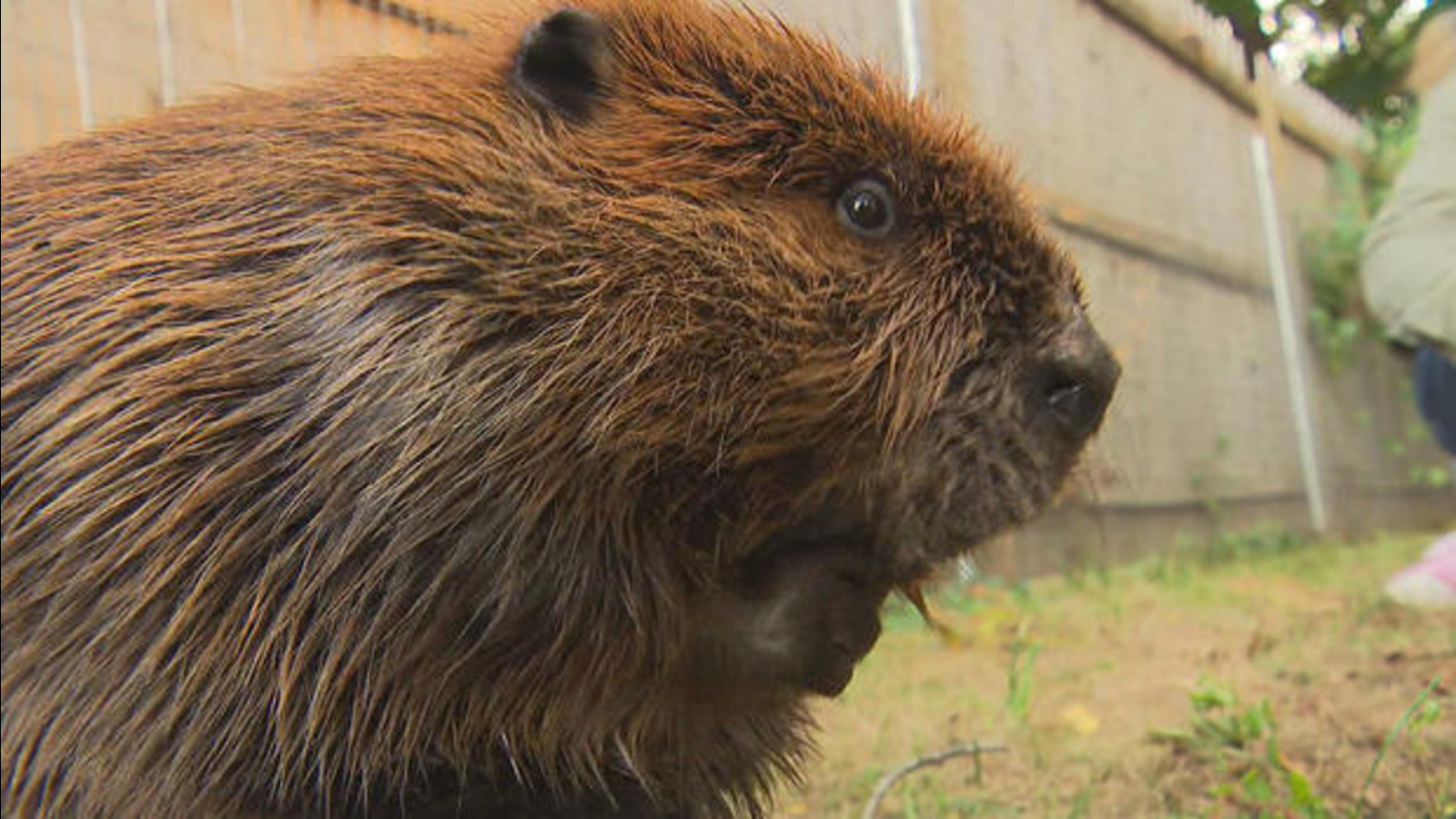 Nibi the beaver ordered released into wild; Newhouse Wildlife Rescue ...