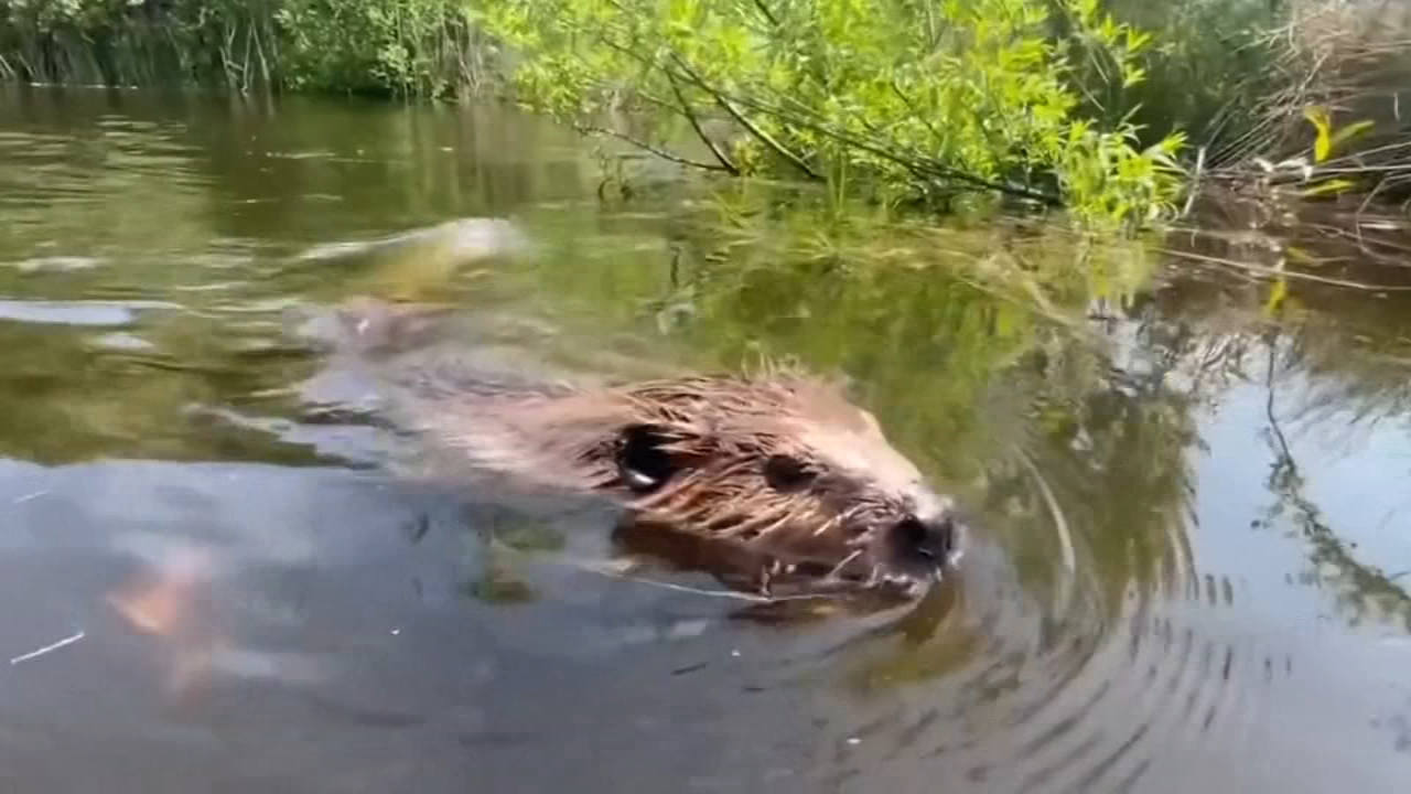 Wild Beaver