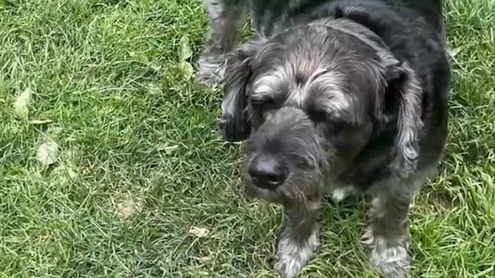 Thousands across several states join search for missing dog named Lucky ...