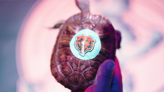 Olympian Shamier Little on 'Windy City Weekend,' Ryan uses turtles to ...