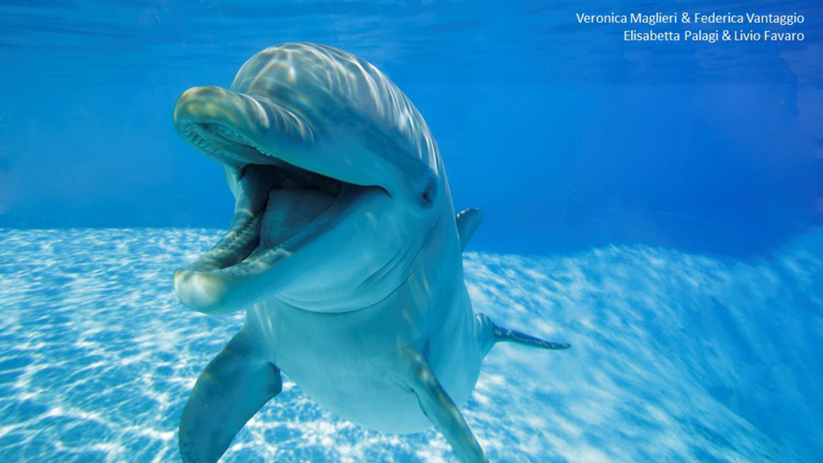 Dolphins 'smile' at each other when they play and to avoid ...