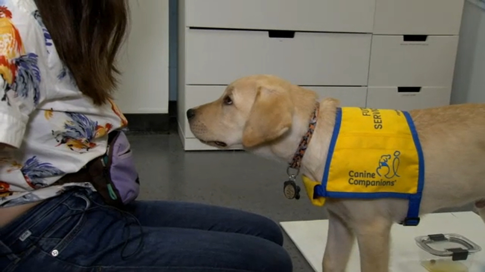 Puppy Kindergarten at Duke University is training school for future ...