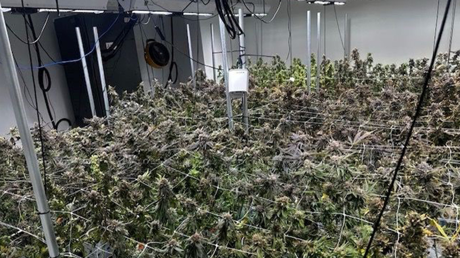 NYPD, NYC sheriff make big marijuana bust of grow house in Brooklyn ...