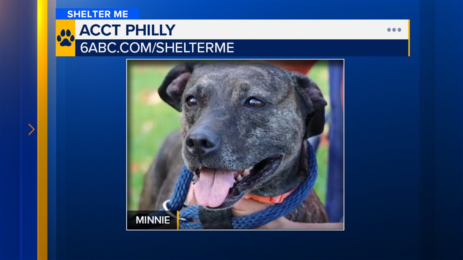 Shelter Me: Meet Minnie from ACCT Philly! This sweet, small girl with a ...
