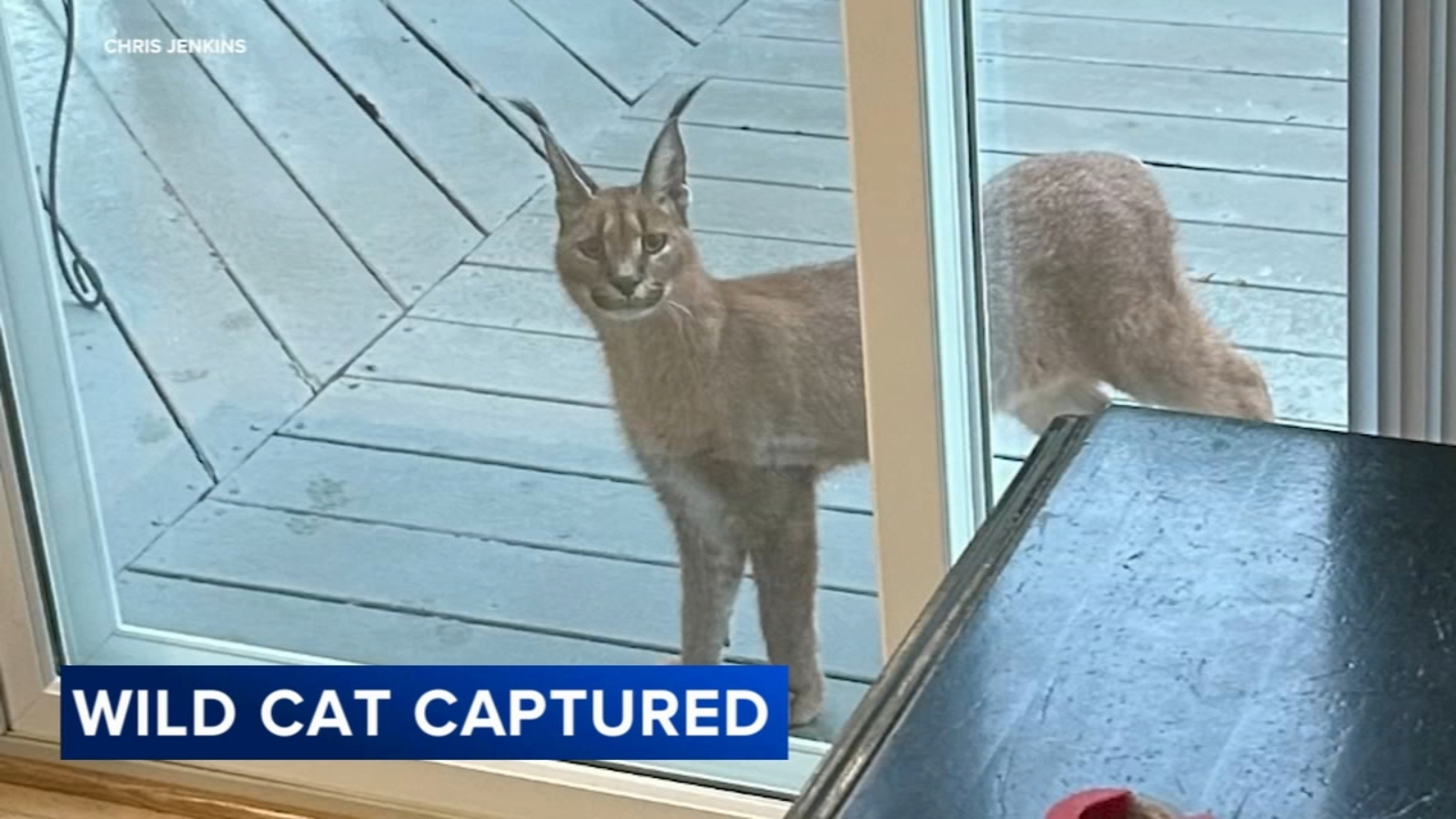 What is a caracal cat? Large exotic animal found after Hoffman Estates ...