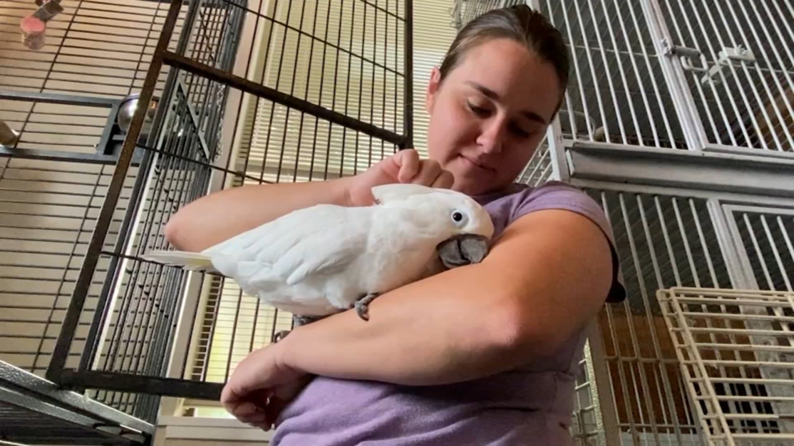 Bird stolen from Bay Area found in LA, reunited with owner - ABC7 San ...
