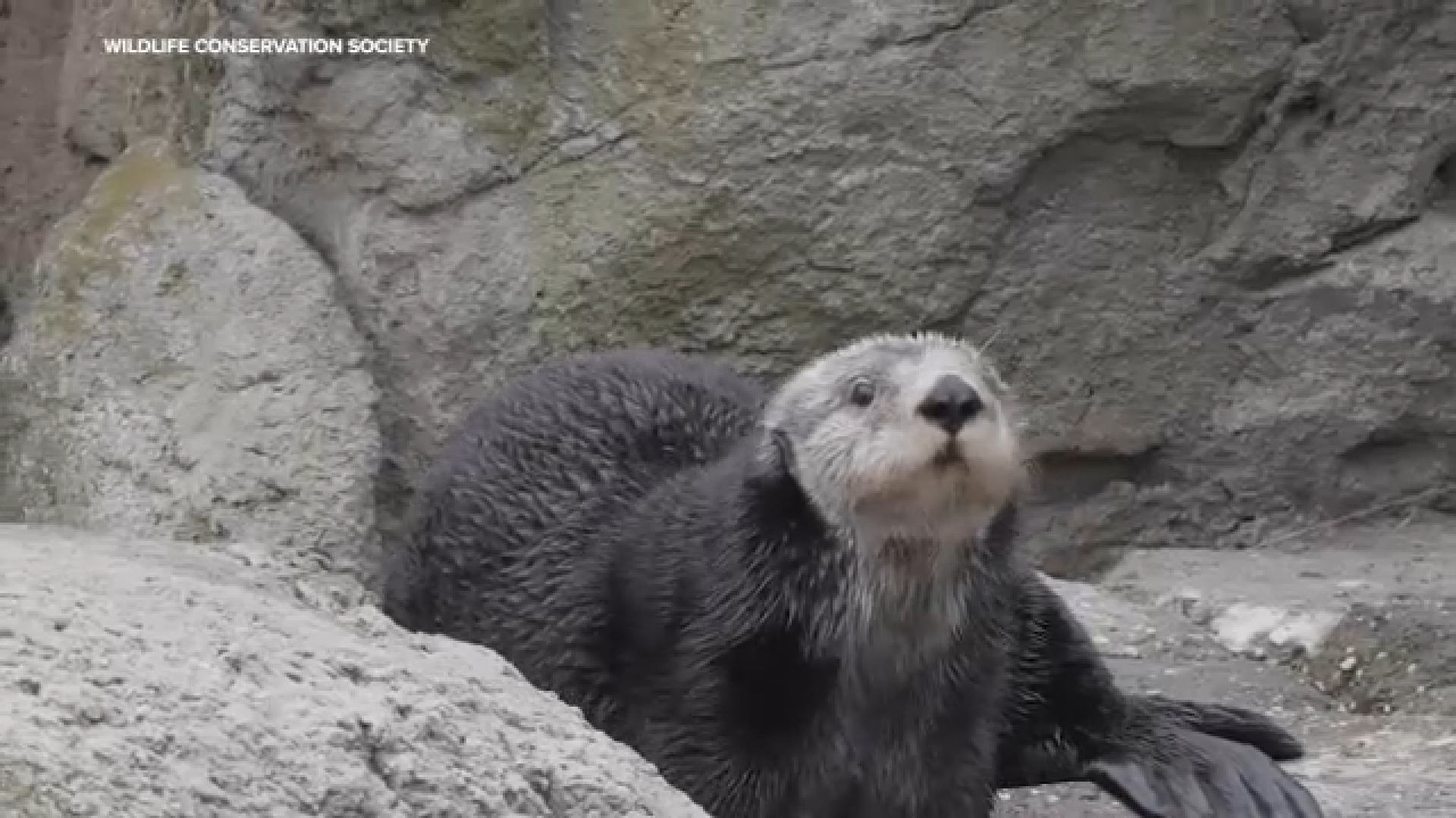 Otter Gif Otter Gets Juice From A Vending Machine On Make A GIF