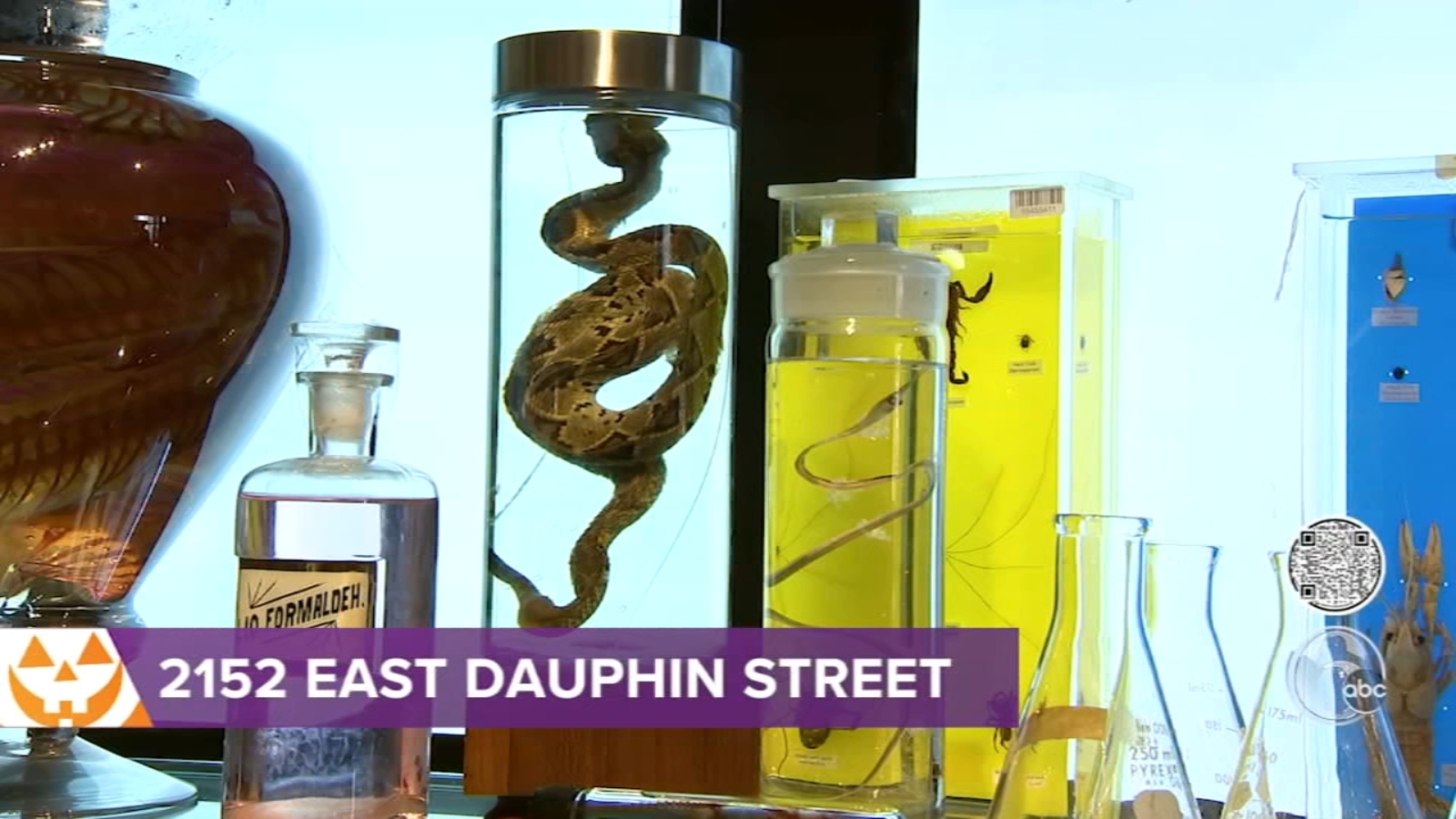 The End Times Boutique is Philadelphia's shop of oddities - 6abc ...