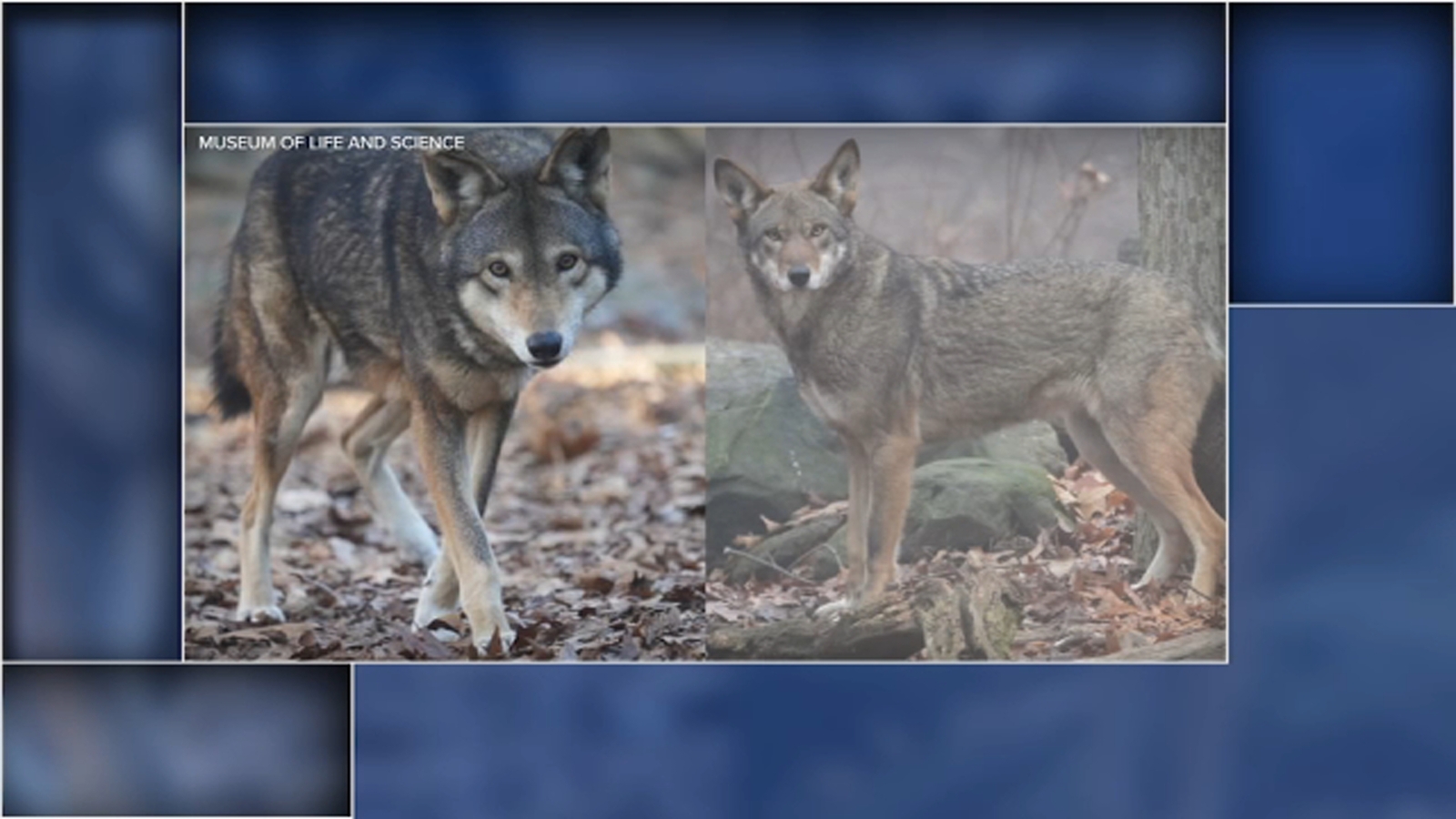 New red wolves arrive at Museum of Life and Science in Durham - ABC11 ...