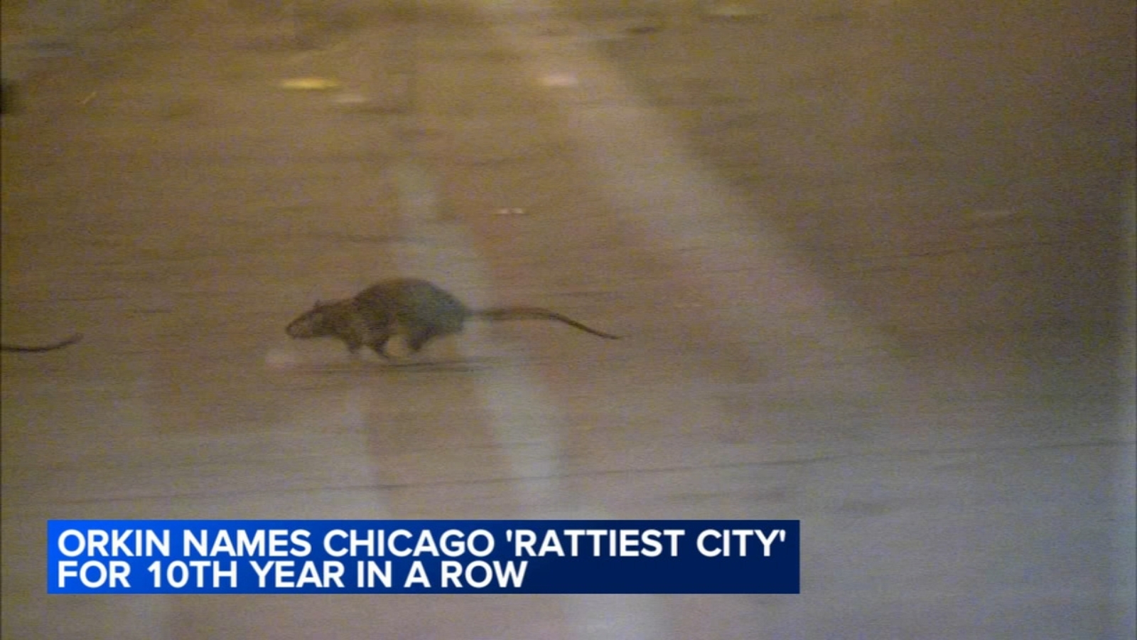 Orkin rattiest cities: Chicago ranks No. 1 for 10th straight year ...