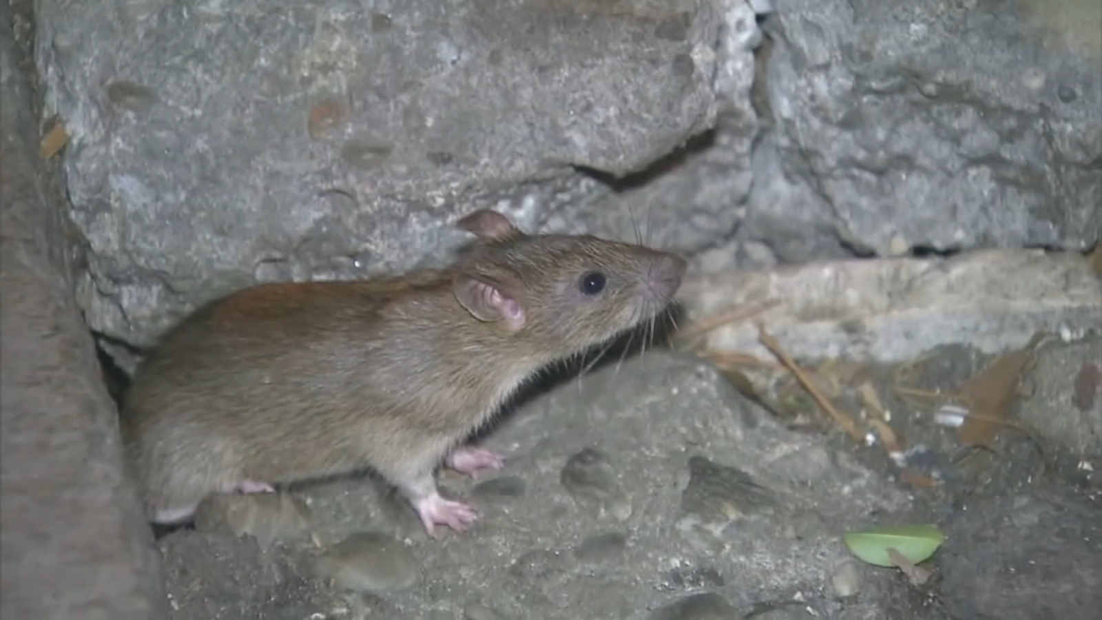 Bay Area's rise in rats explained as California cracks down on rodent ...