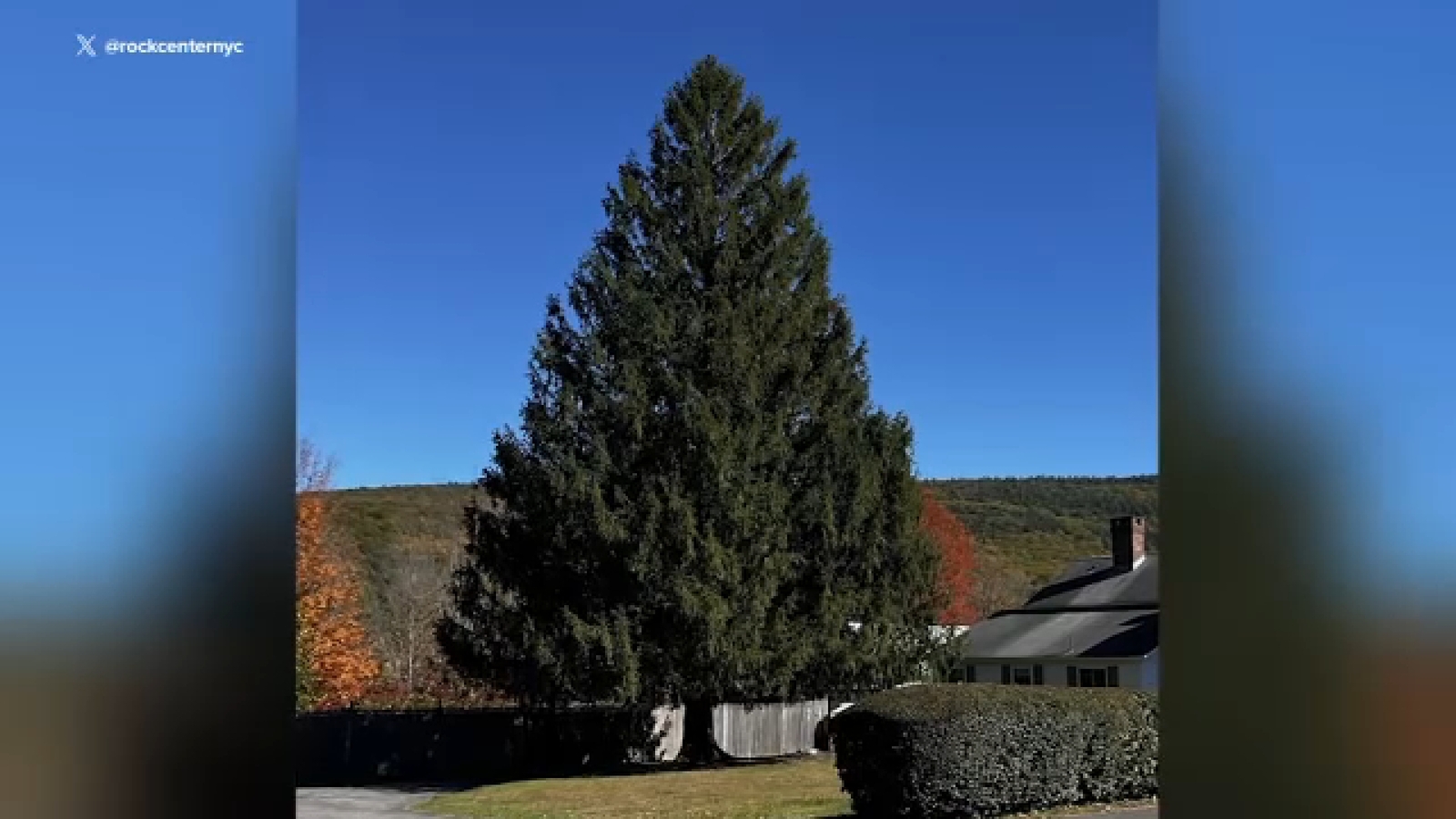 First Rockefeller Center Christmas tree selected from Massachusetts ...