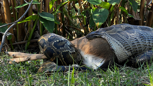 Florida Biologists Prove Invasive Burmese Pythons Are Swallowing Deer