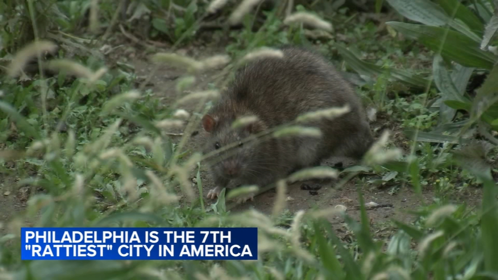 Philadelphia ranks 7th on Orkin's list of 'rattiest' city in America ...