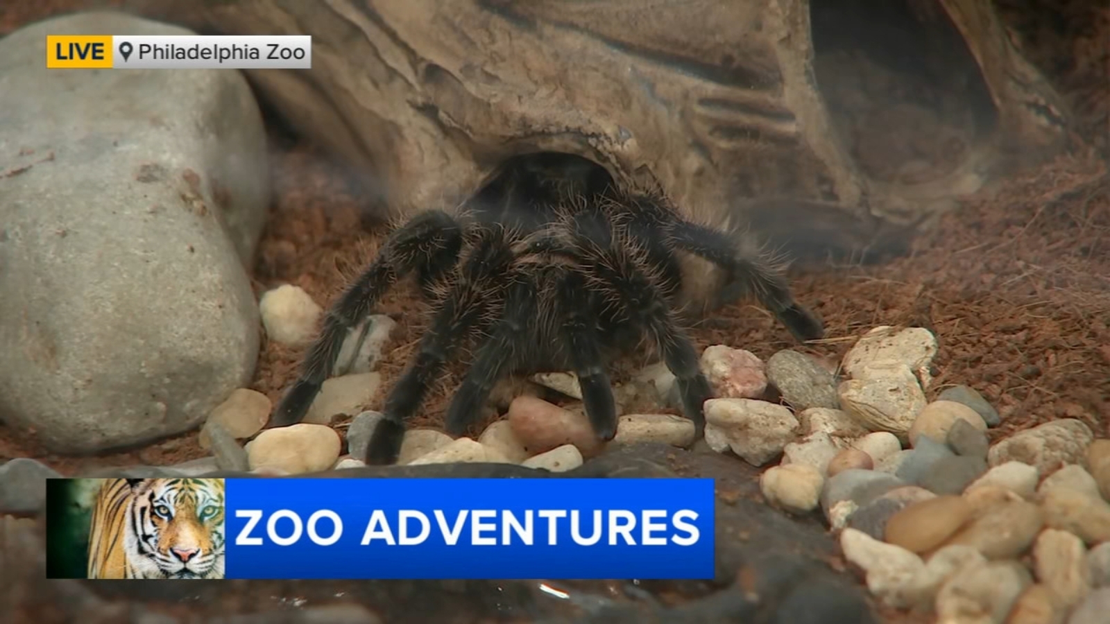 Zoo Adventures 6abc: Meteorologist Cecily Tynan meets bats, tarantula ...