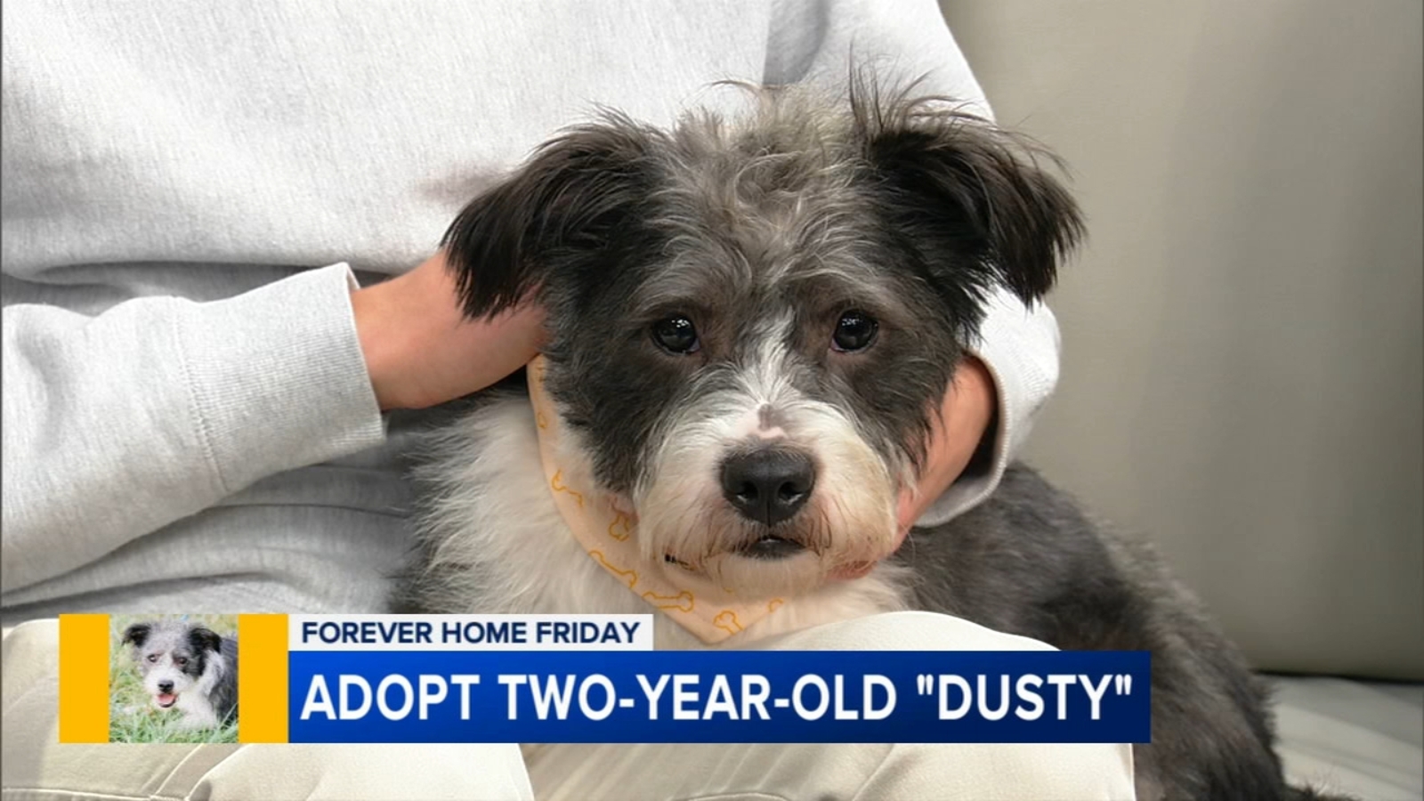 Forever Home Friday: Adopt 2-year-old Dusty - ABC7 Chicago