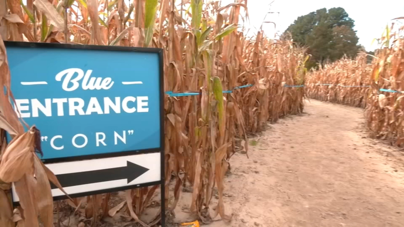 Ken's Korny Corn Maze in Garner, North Carolina celebrates 25 years of ...