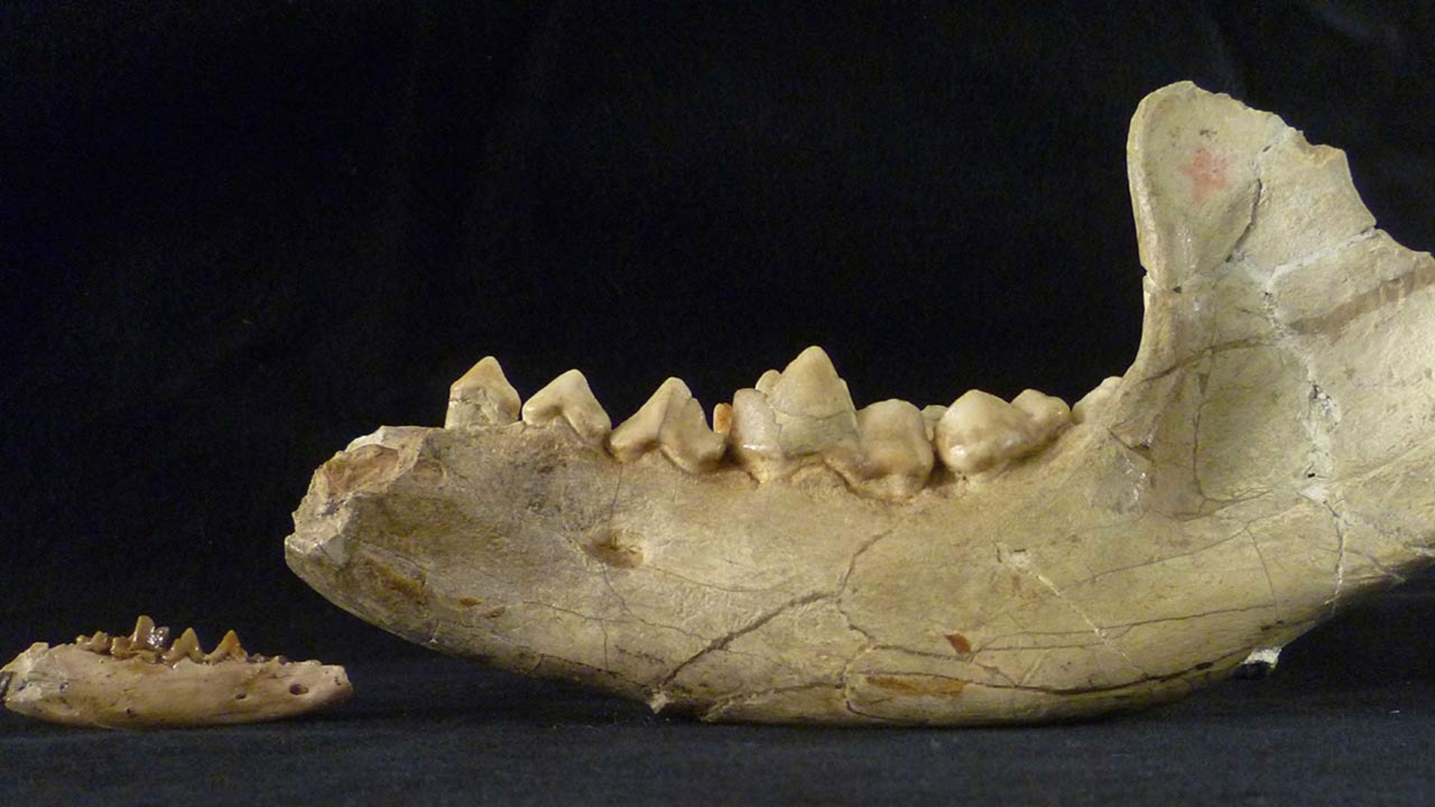'Beardog' fossil discovered at Field Museum offers clues to how canines ...