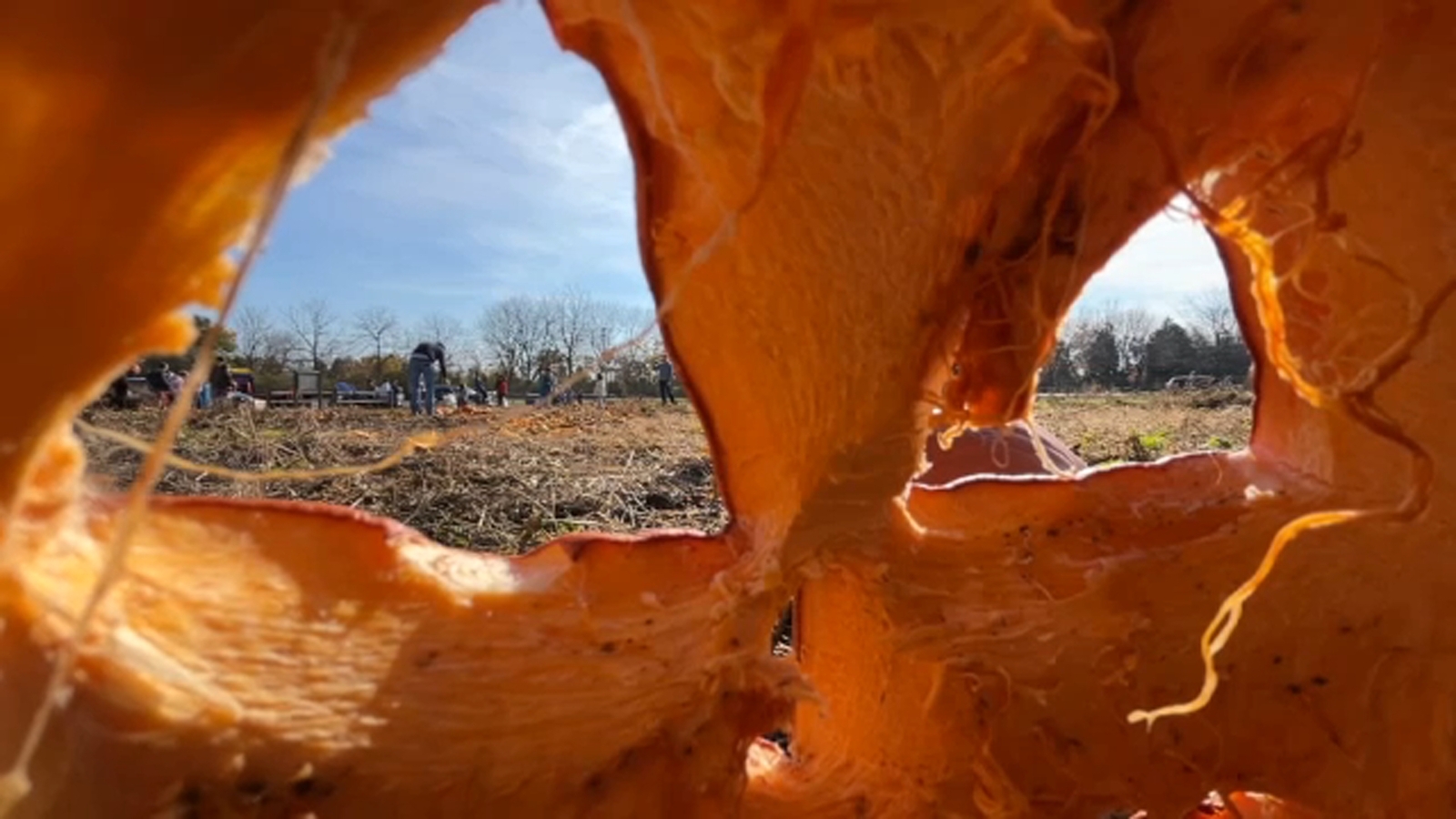 Release climate change rage with Pumpkin Smash events happening across ...