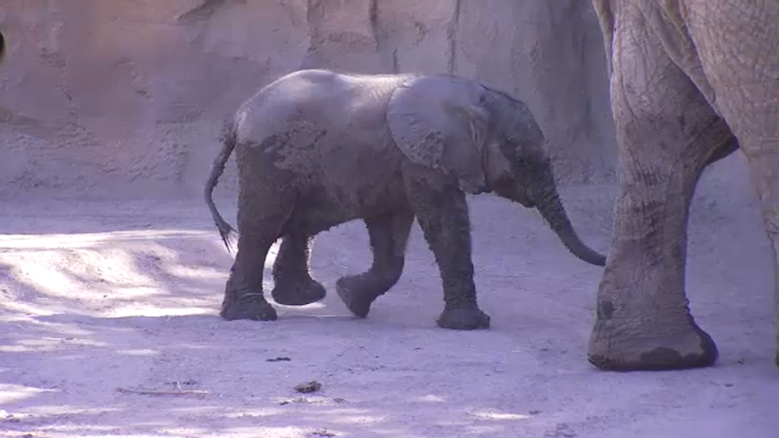 Partnership to help support elephant calves at Fresno Chaffee Zoo ...