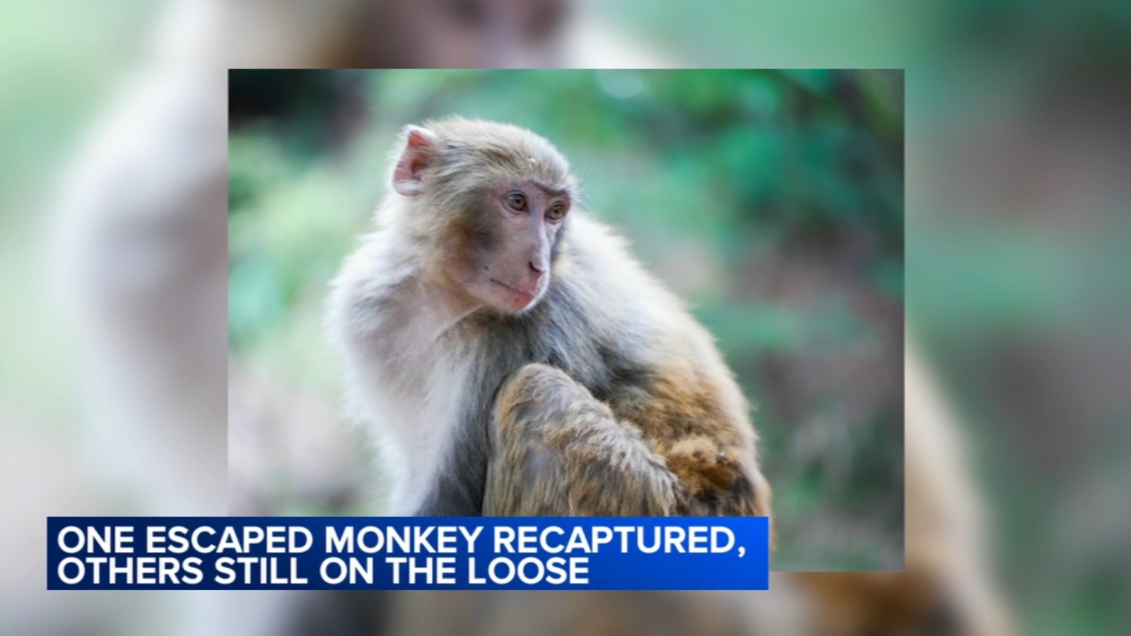 South Carolina monkeys escape: 1 escaped monkey captured in Yemasee, SC, several others located ...