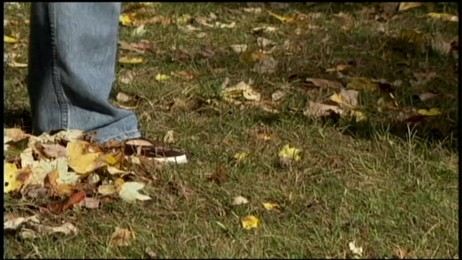 Lisle Morton Arboretum plant expert encourages 'Leave the Leaves ...