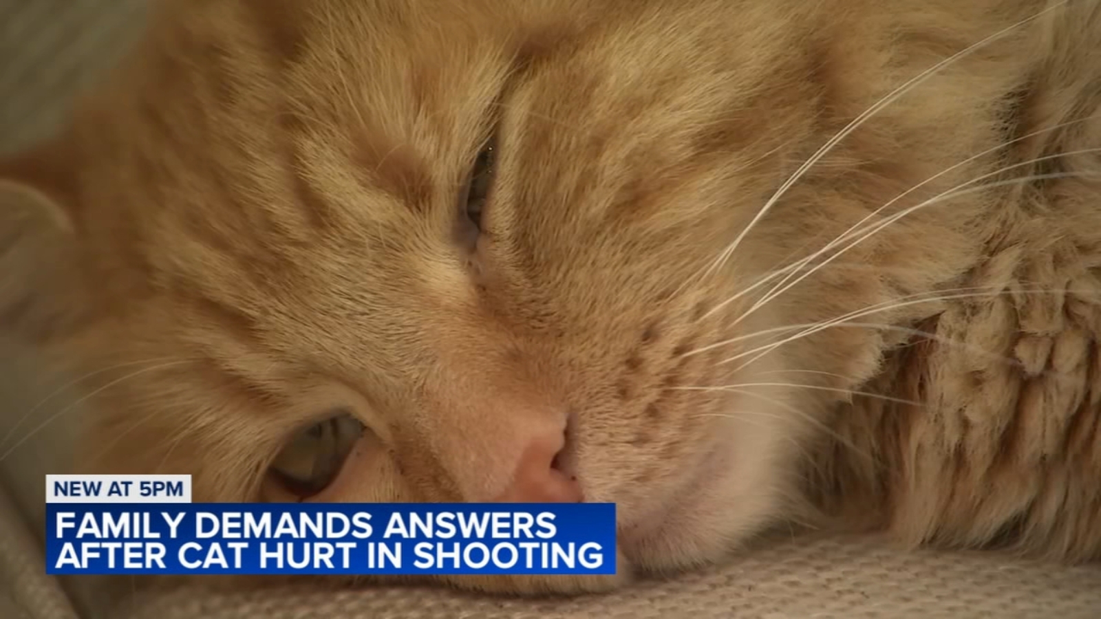 Crystal Lake shooting: Family demands answers after cat Timmy shot and ...