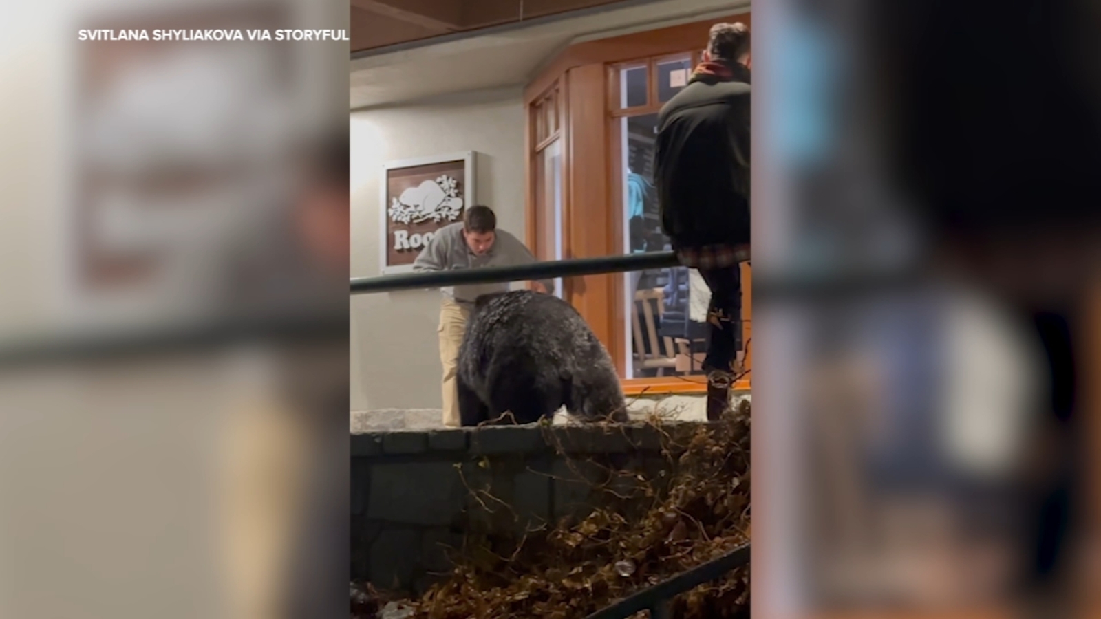 People get perilously close to bear at Whistler ski resort in British ...