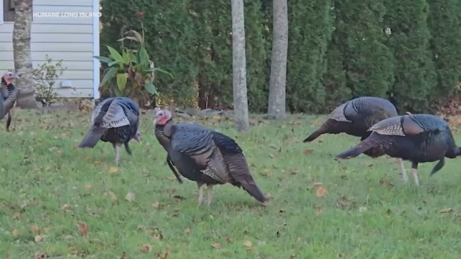 Residents say army of wild turkeys taking over parts of Long Island ...