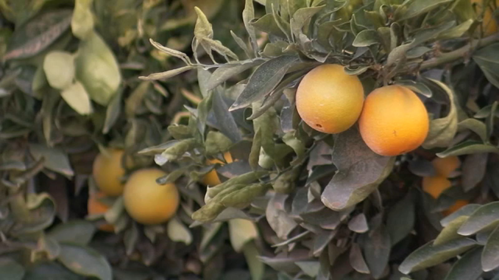 How colder temperatures can impact local crops and home pipes - ABC30 ...