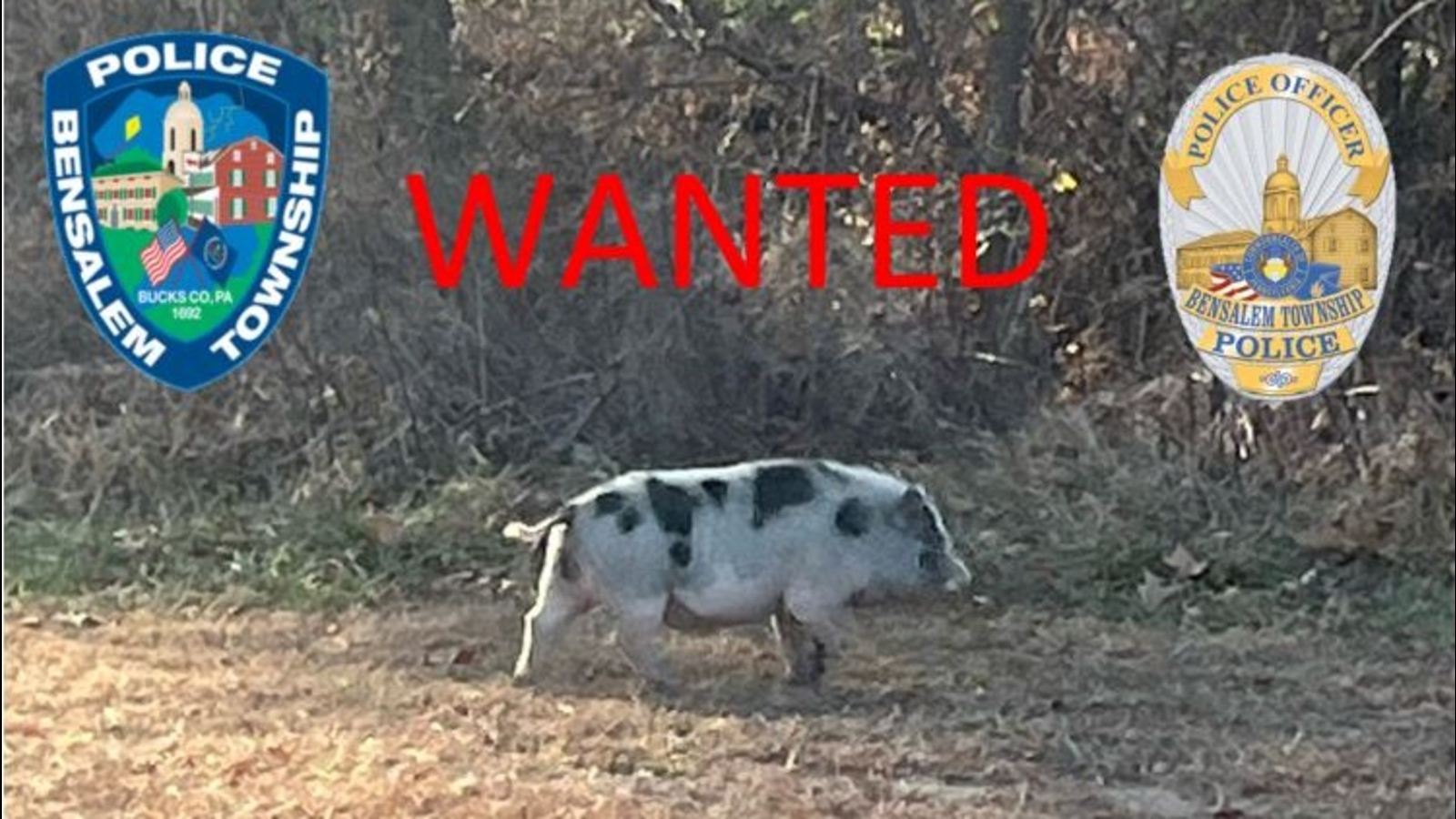 Bensalem Township police search for pig on the loose in Bucks County ...