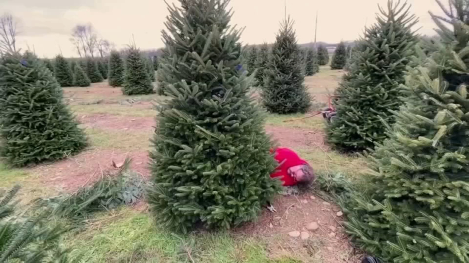 How to keep Christmas tree fresh through 2024 holiday season: Morton ...