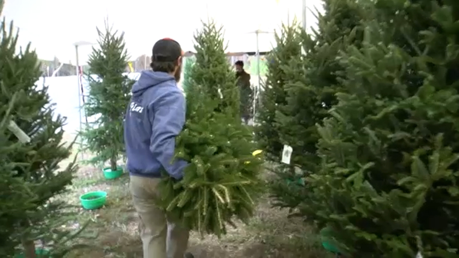 Christmas tree lots in Durham support farms in Helene-ravaged areas in ...