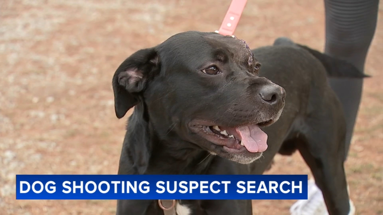 Dog recovering after being shot in the head in Southwest Philadelphia ...