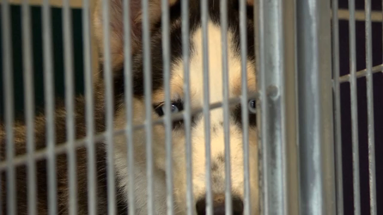 Pet adoptions near me: Houston's BARC animal shelter is reducing all ...