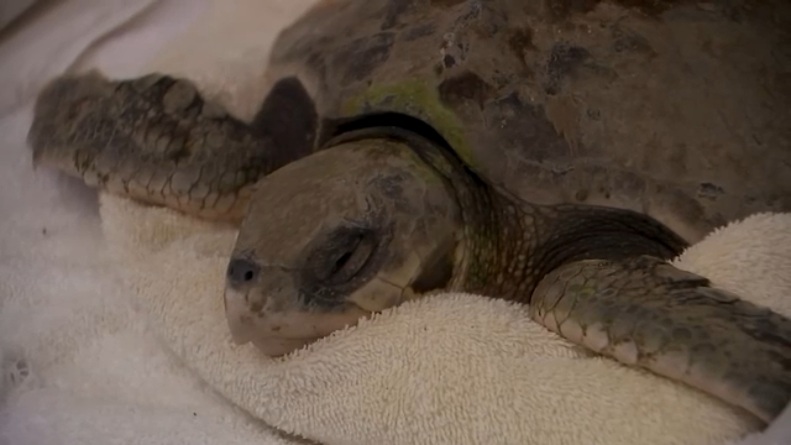 Endangered sea turtles stunned by drop in temperatures rescued on Long ...