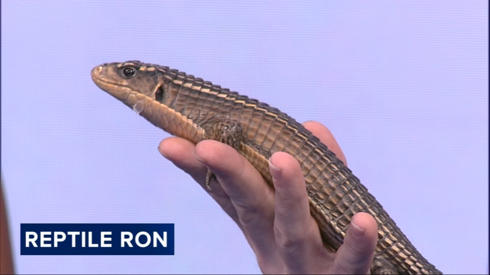 Reptile Ron shows off lizard and baby animals - ABC30 Fresno
