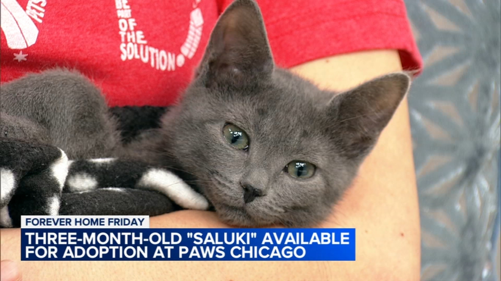 Forever Home: Adopt 'Saluki' - ABC7 Chicago