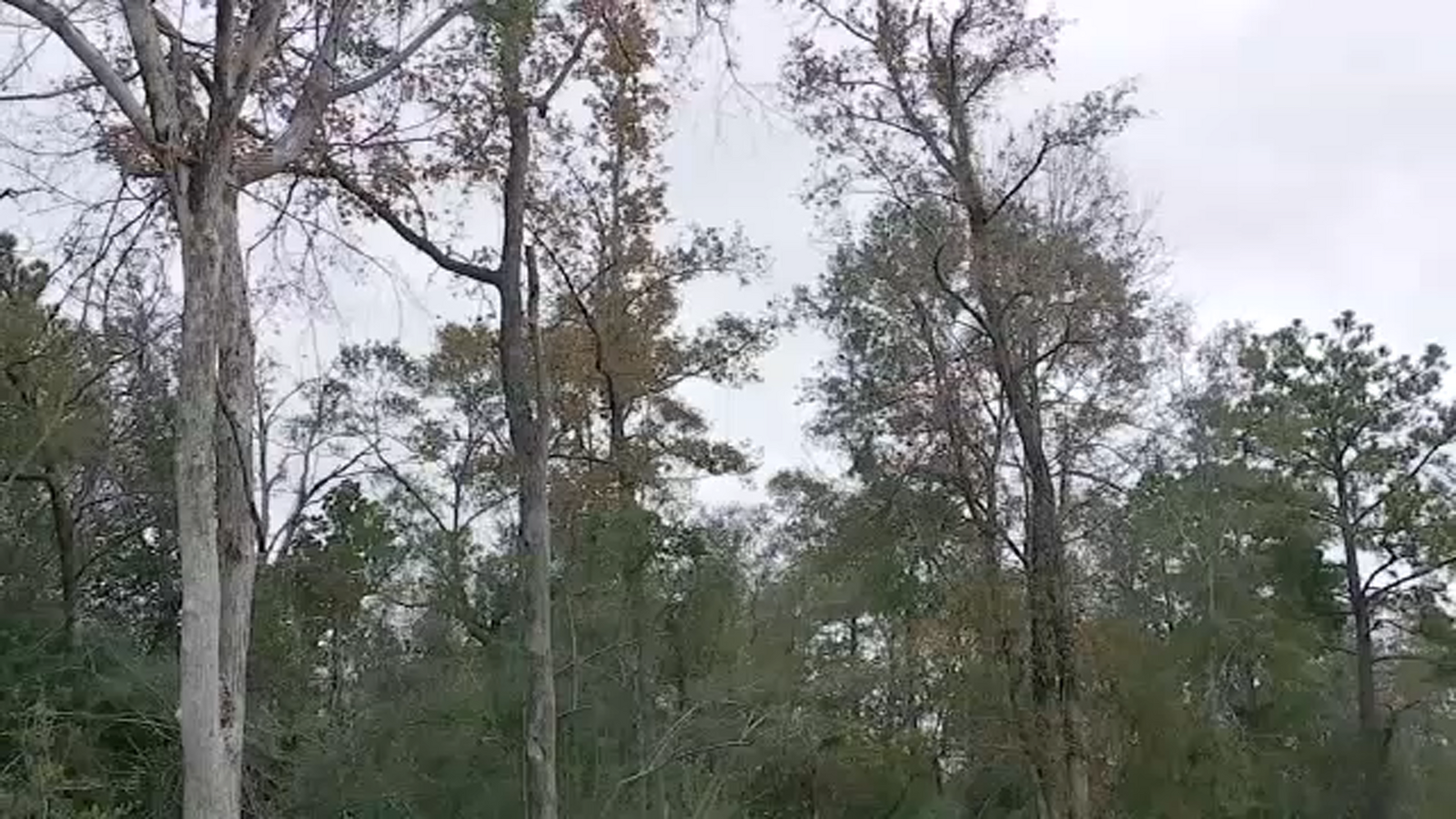 Southeast Texas sees low wildfire risk with recent increase in rainfall ...