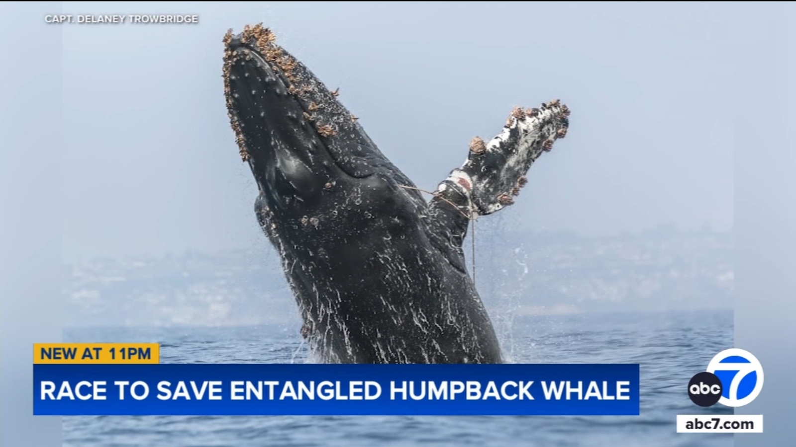 Entangled humpback whale spotted off coast of Newport Beach; crews ...