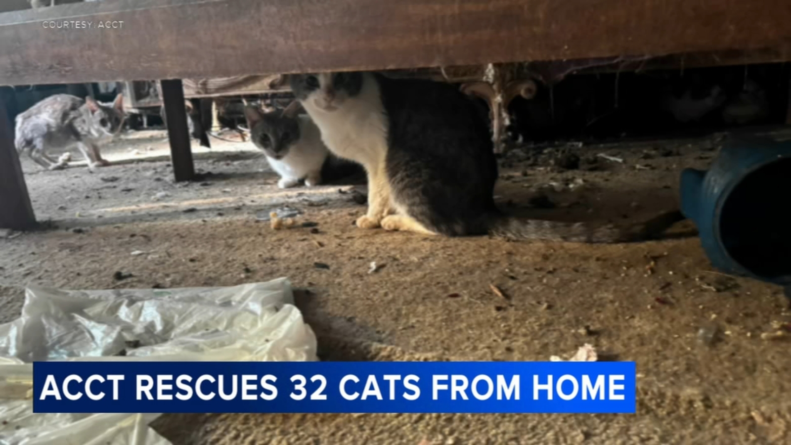 ACCT Philly seeks loving homes for more than 30 cats rescued from home ...