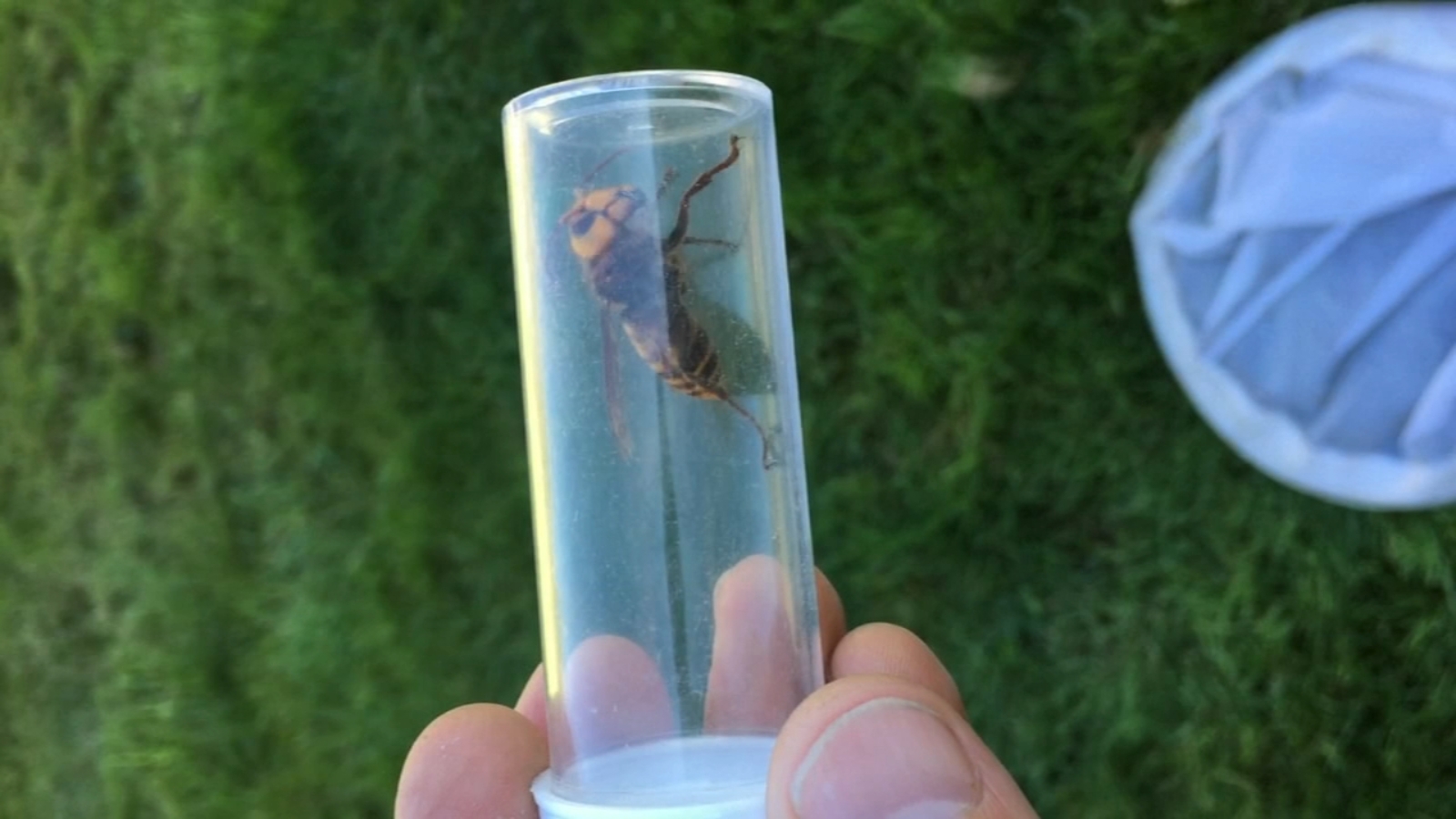 'Murder hornet' eradicated from US, officials declare - ABC7 Chicago